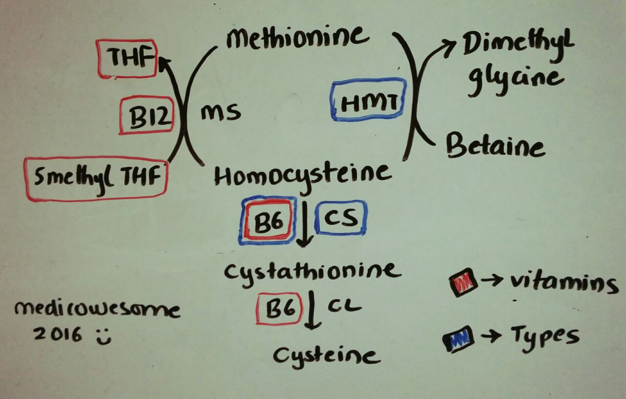 Homocysteine