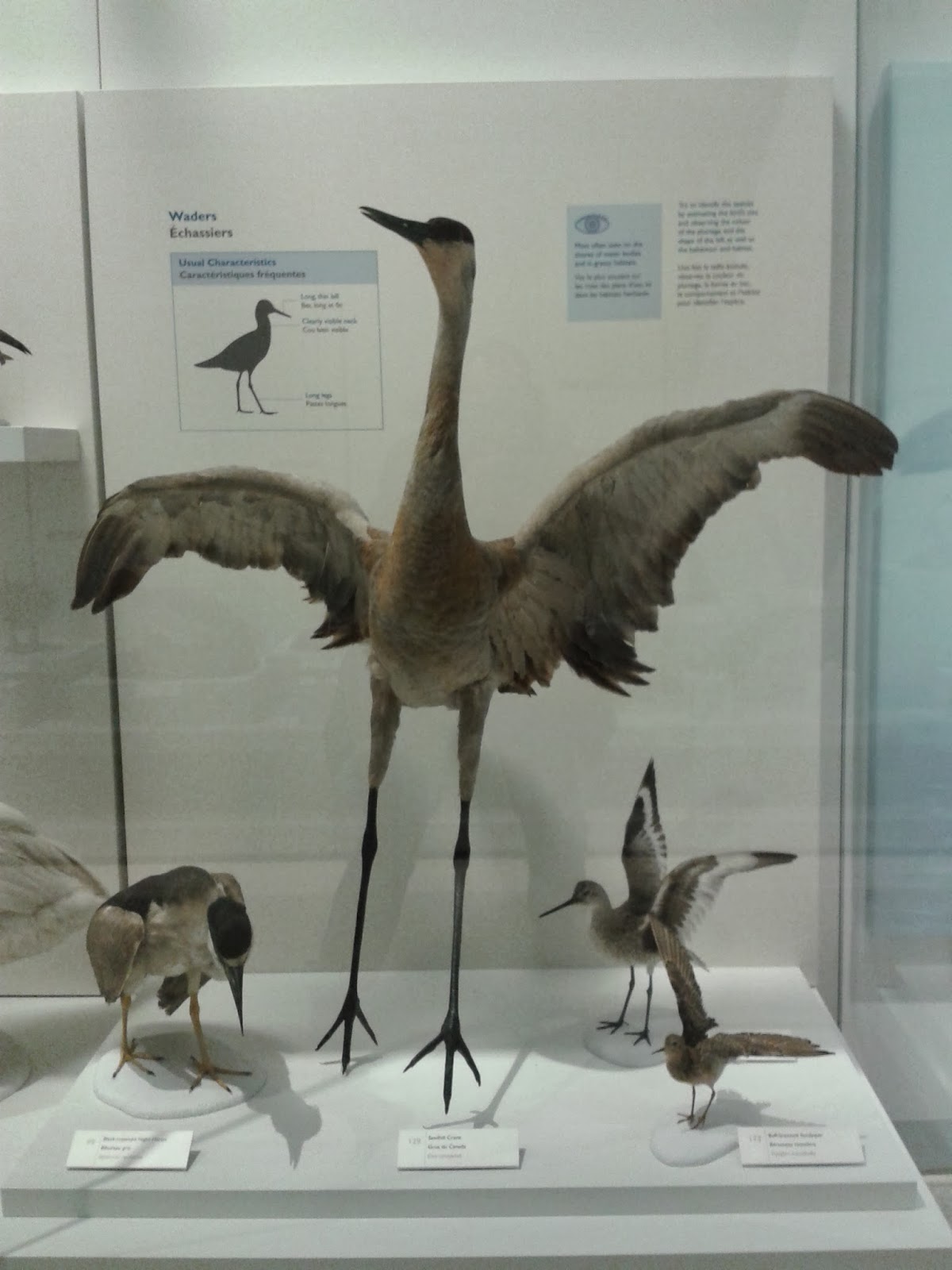 Museum Dreams: The Sparrow Drawer