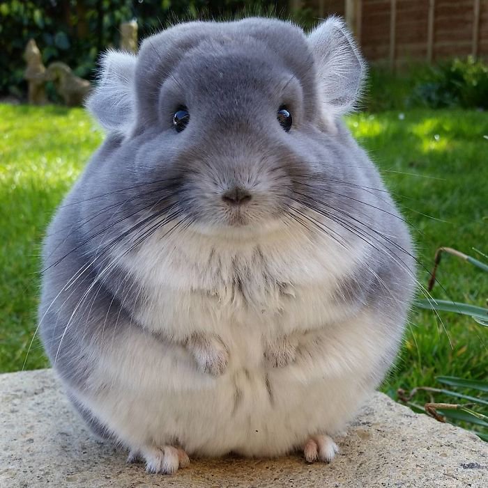 Chinchilla 💛