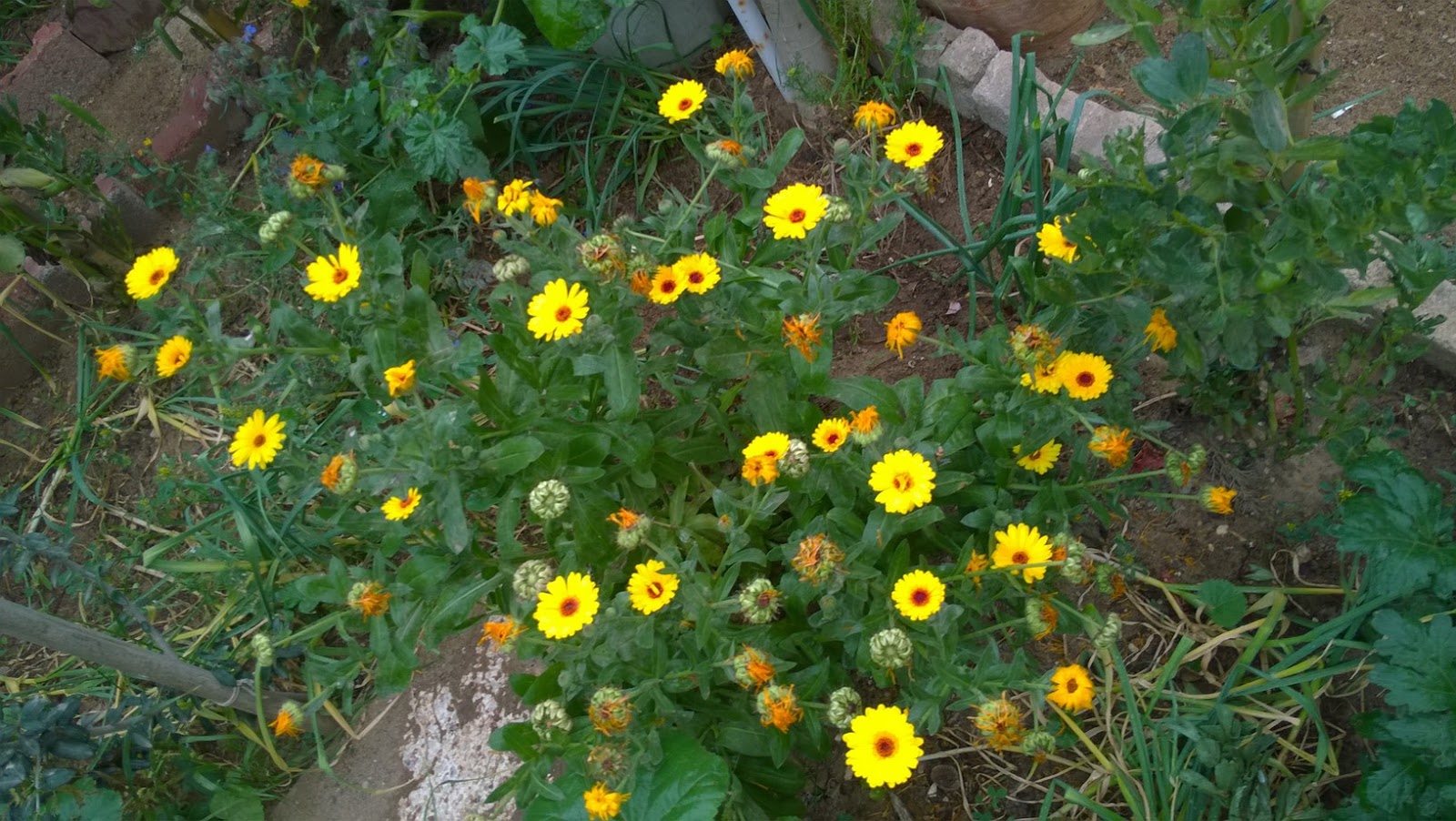 How To Grow Calendula