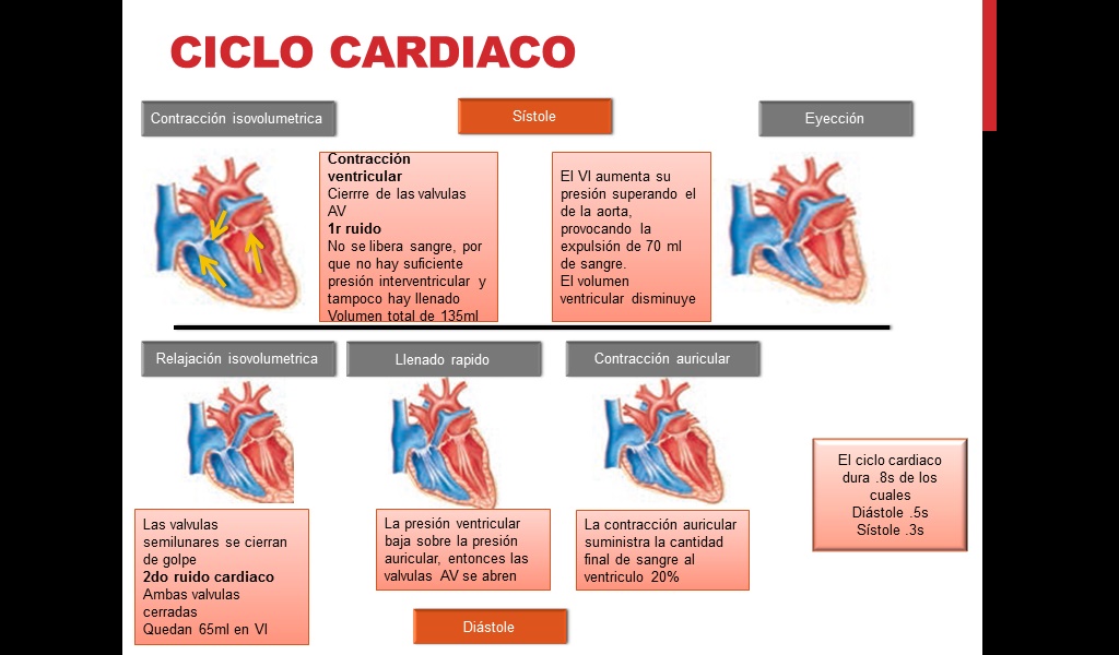 Blog de Evidencias de Fiosiologia Medica de Enoc Simons: CICLO CARDÍACO ...