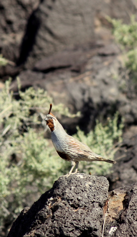 From Petroglyphs to Ice Caves—the Enchanted Meander* Begins - Catching ...