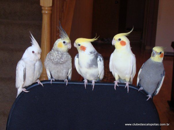 O Mundo de Bruno: A vida das calopsitas