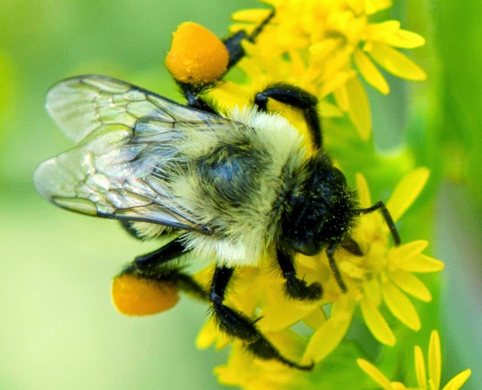 Urban Wildlife Guide: August 2014