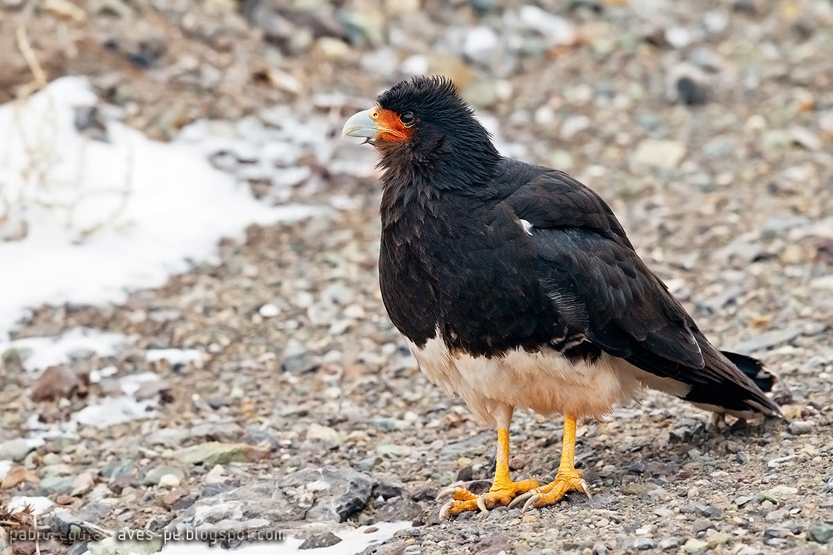 mis fotos de aves: Phalcoboenus megalopterus Matamico Andino Mountain ...