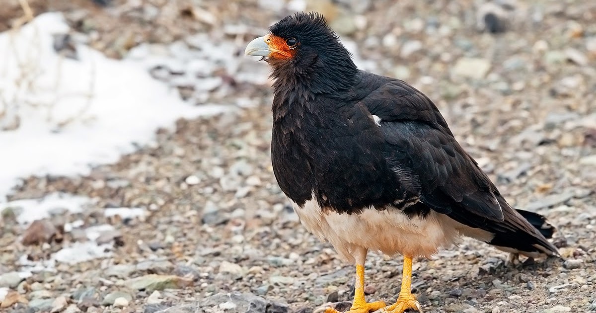 mis fotos de aves: Phalcoboenus megalopterus Matamico Andino Mountain ...