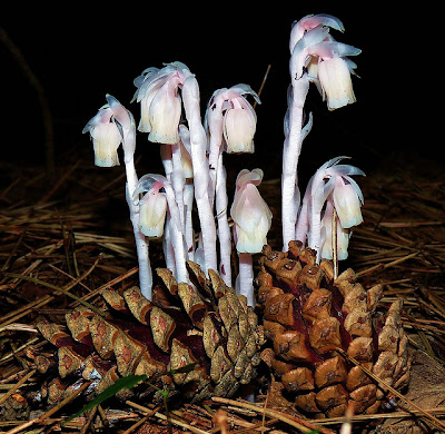 Real Monstrosities: Natural Born Hallowe'en Horrors