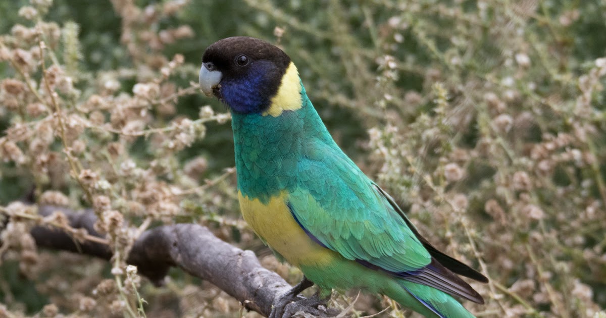 Getting to know birds: Australian Ringneck