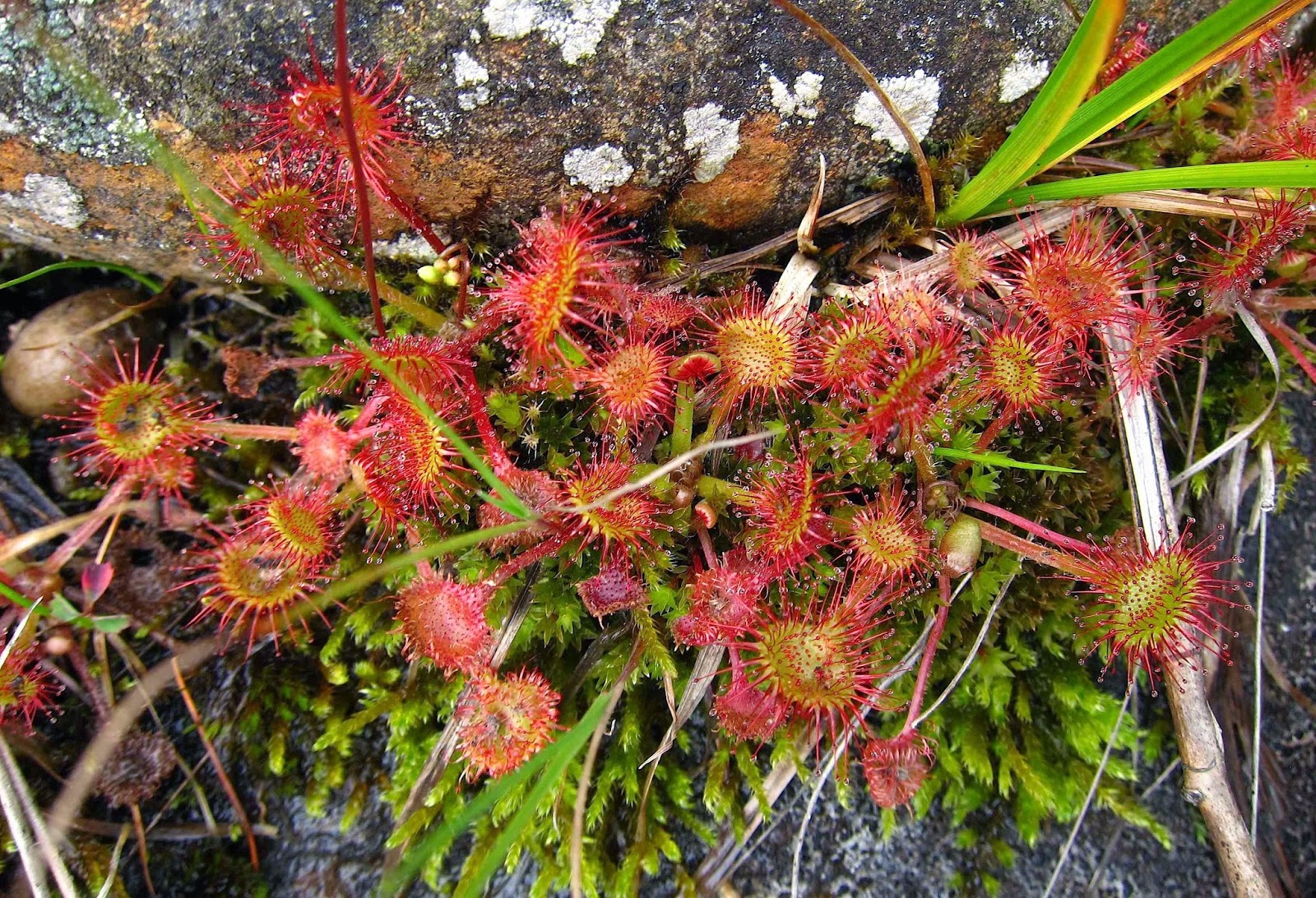Saratoga woods and waterways: Flower-hunting With Friends On the Ice ...