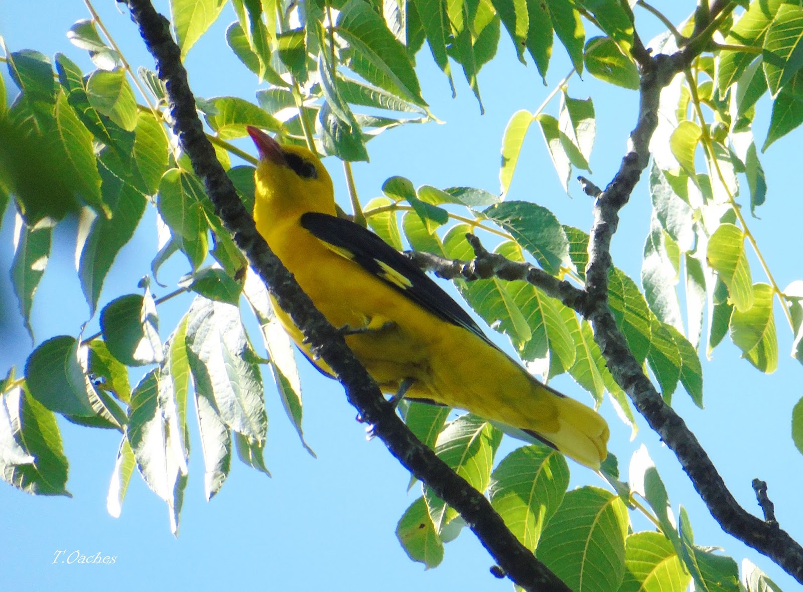 PASARI DIN ROMANIA: GRANGUR, Oriolus oriolus