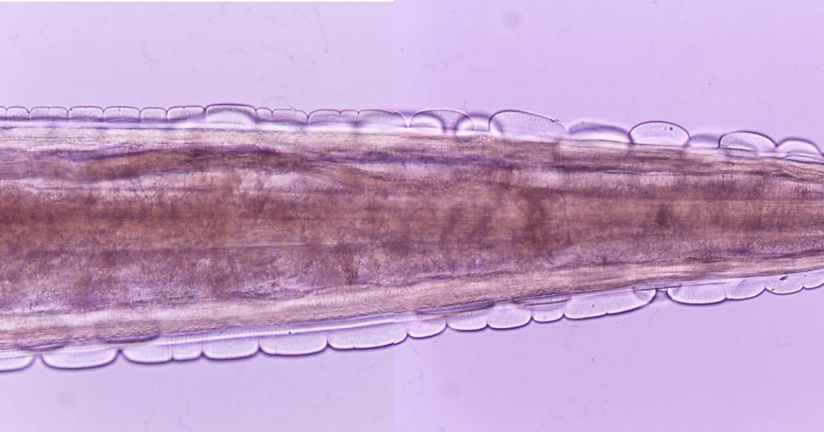 PARASITOS INTERNOS Y EXTERNOS EN EQUINOS