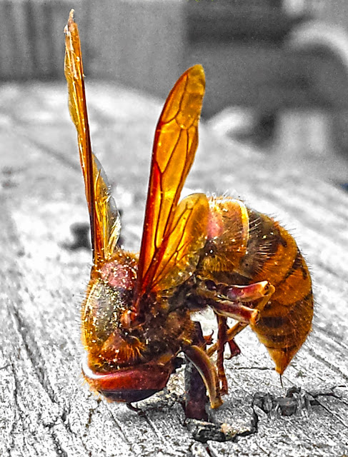 Dawnna.org: Dead Bee