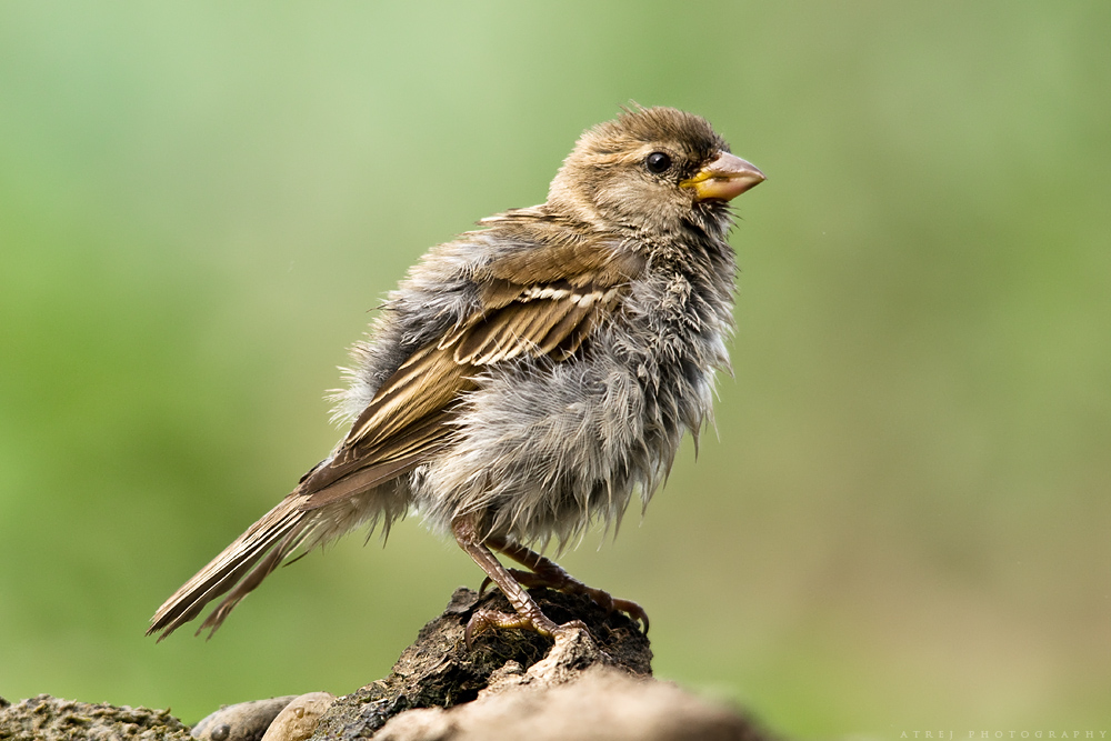 Atrej photography: vrabec domový