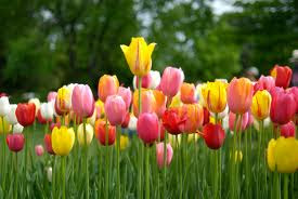 GAMBAR BUNGA: BUNGA TULIP
