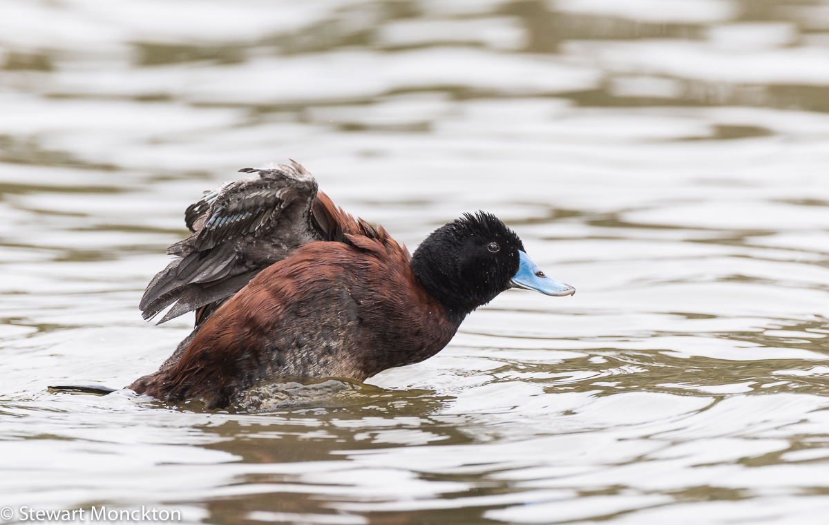 Paying Ready Attention - Photo Gallery: Wild Bird Wednesday 320 - Blue ...