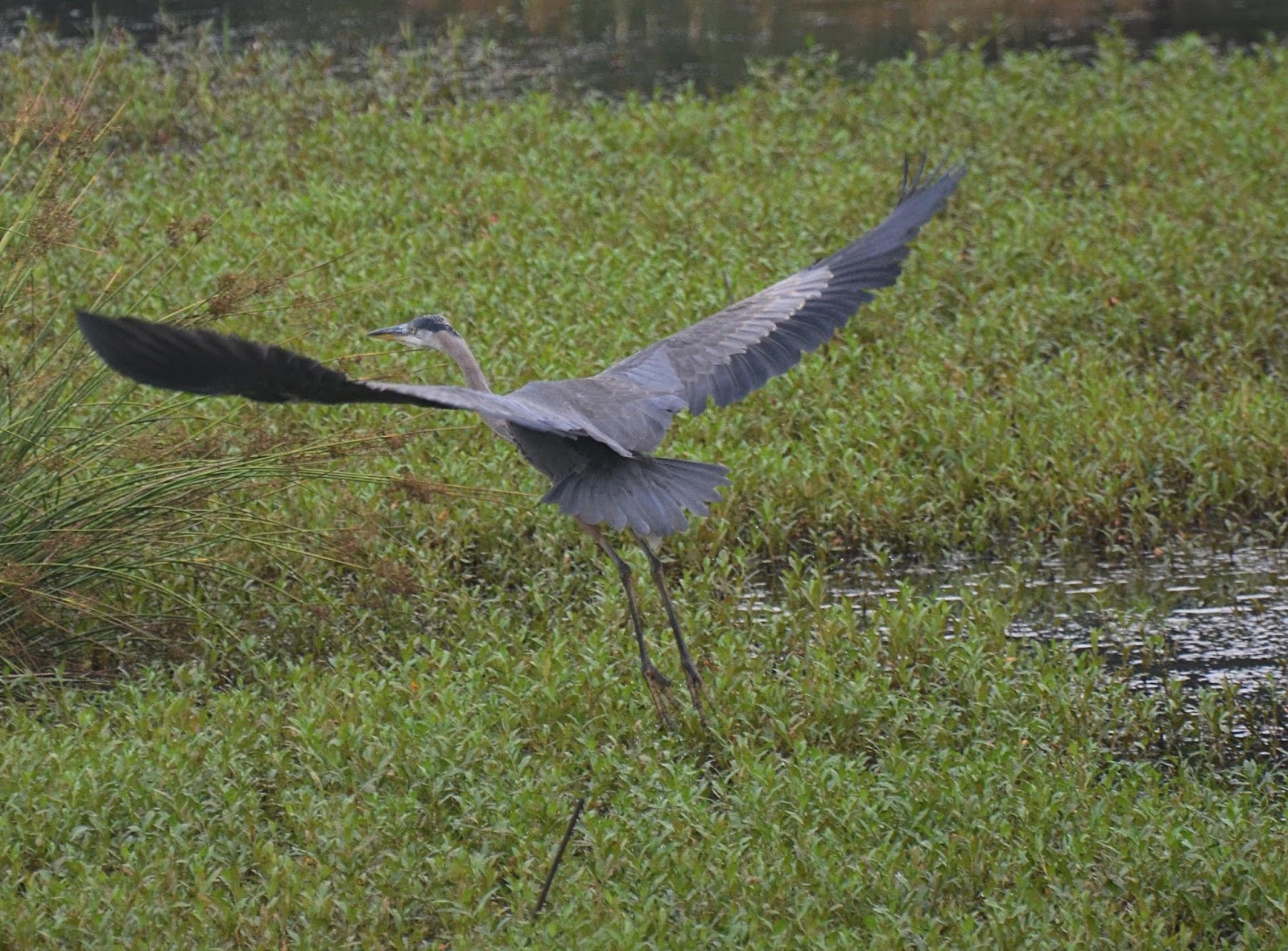 Oregon Backyard Birds, etc.: A Big Bird