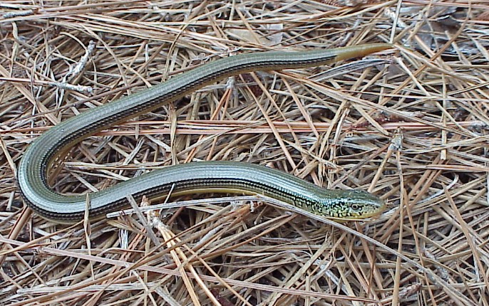 Glass Lizard | Wildlife | The Wildlife