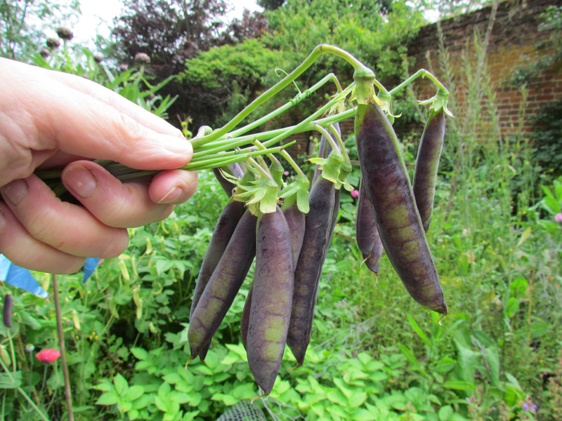 purple podded peas: Yes, I still love growing peas!