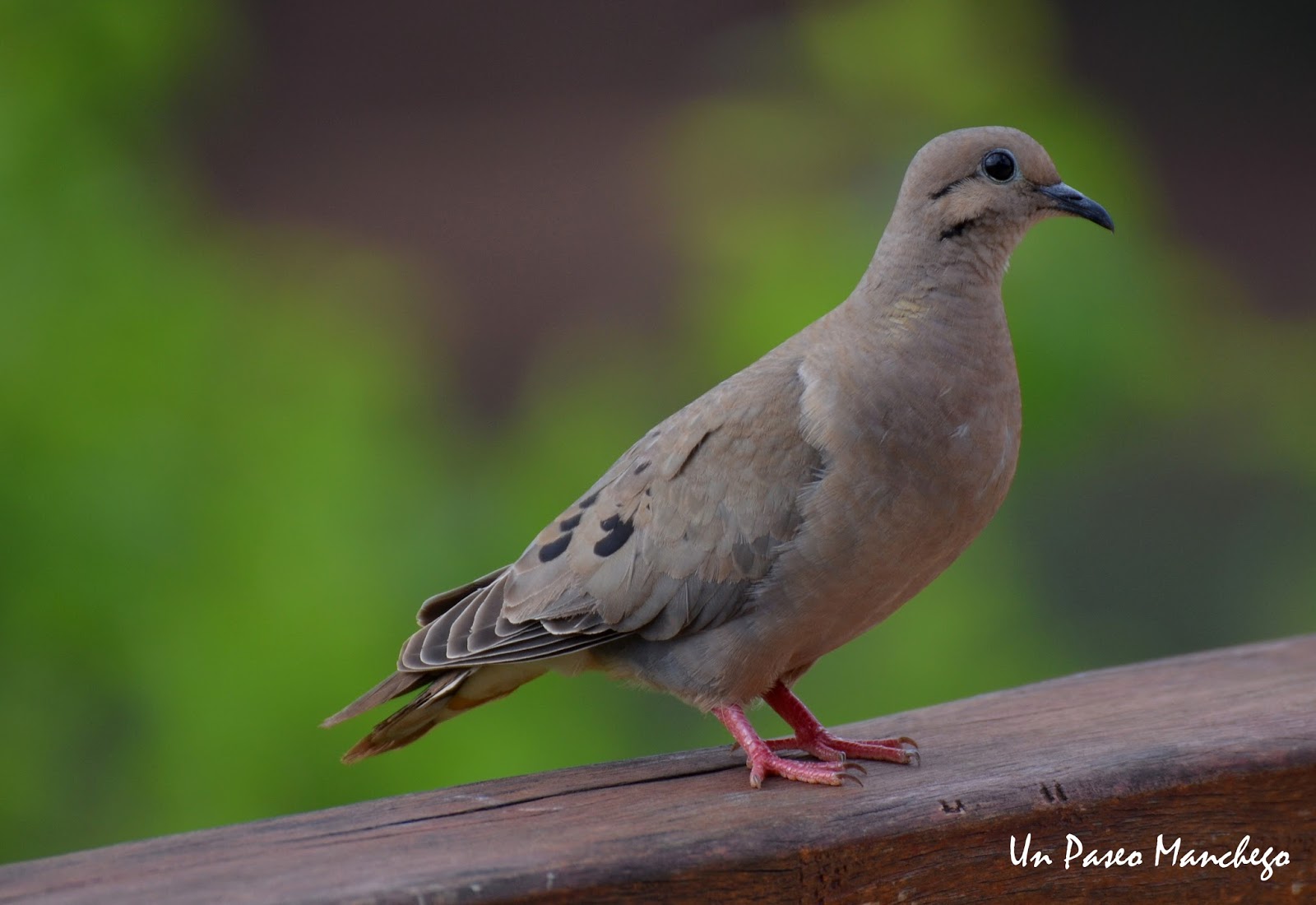 Un Paseo Manchego: Torcaza; Zenaida auriculata.