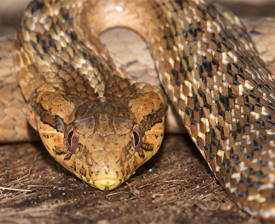 The Herpetology of Trinidad and Tobago: Double-Striped Water Snake ...