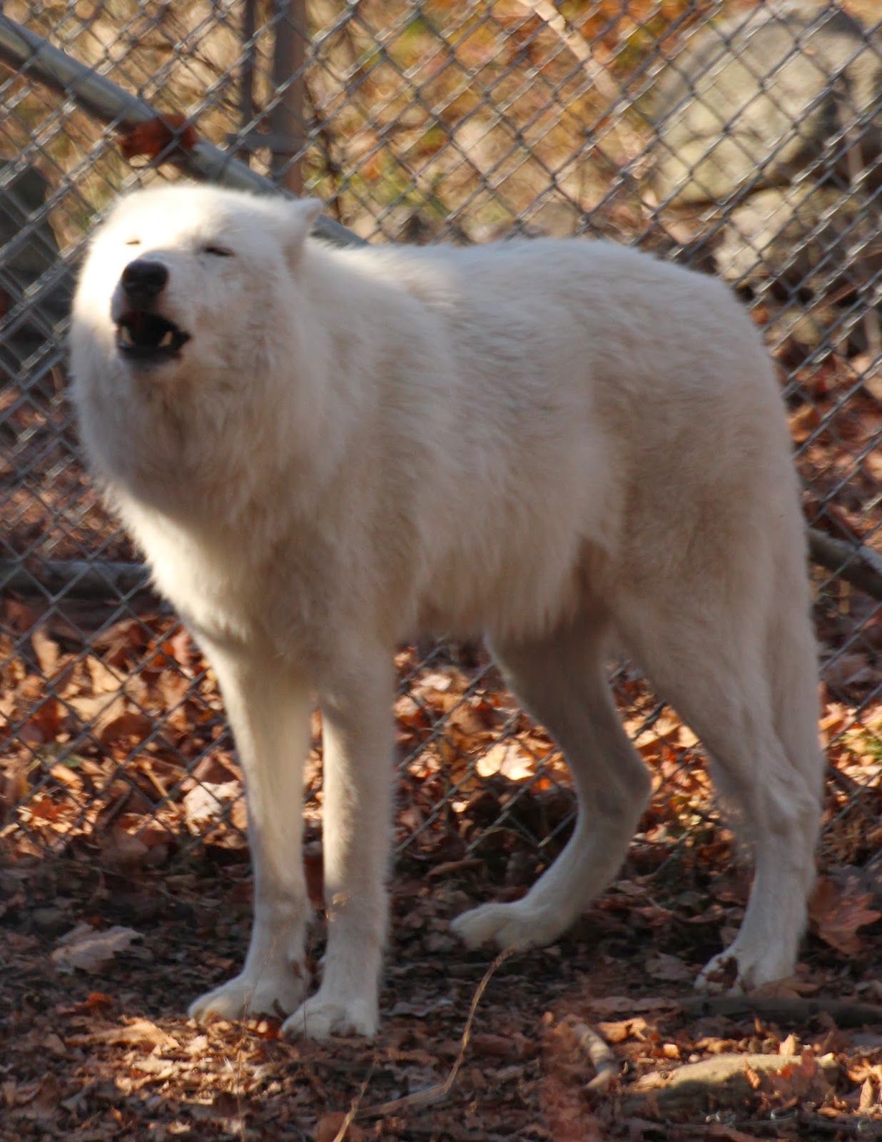 Wolf Conservation Center, South Salem NY