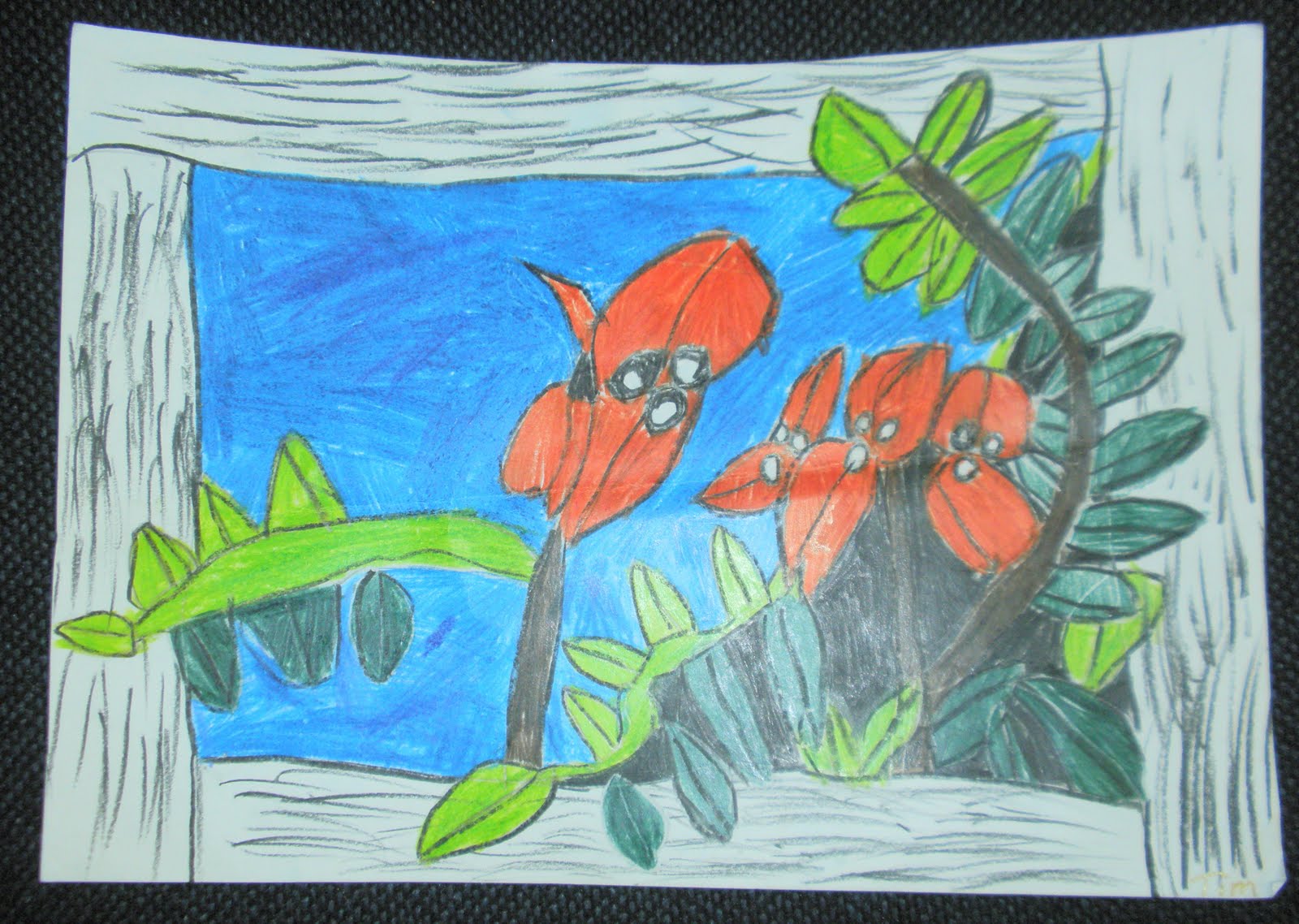 Art with Mrs Baker: Sturt Desert Pea Drawings