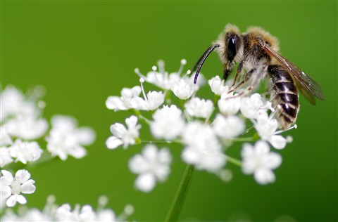 Montreal Wilderness: Umbelliferae/Apiaceae: Meet the Family