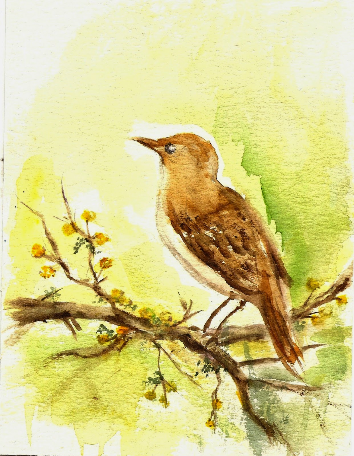 LA MAGIA DEL COLOR: EL HORNERO