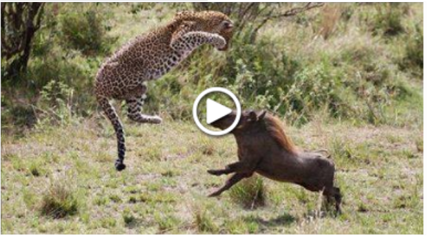 Must watch this shocking video ever seen before, check out this battle ...