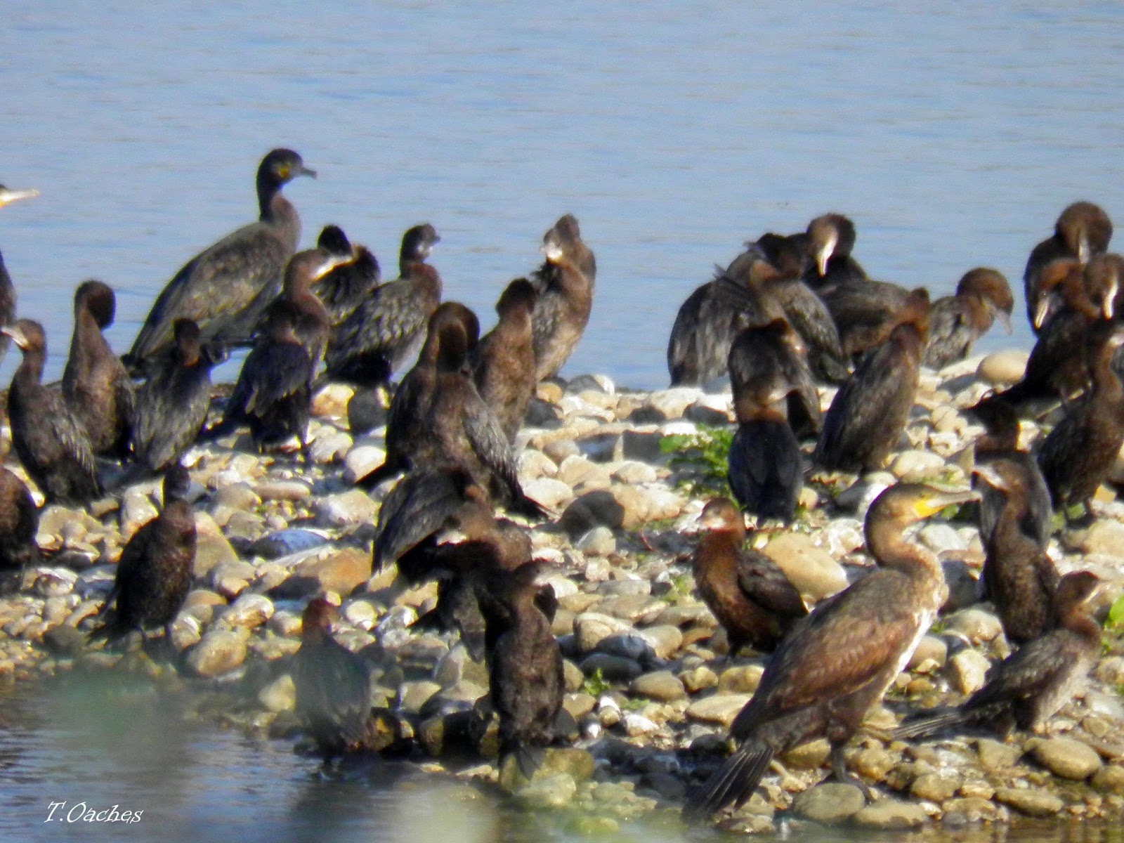 PASARI DIN ROMANIA: CORMORAN MIC, Microcarbo pygmeus