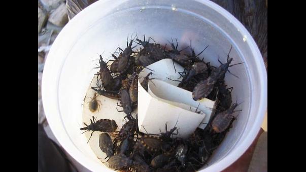 PLAAN : Chirimacha - Triatoma infestans