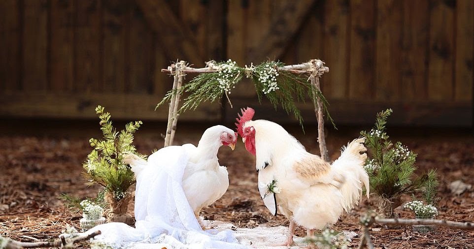 Bizarre :Woman Holds Elaborate Wedding For Her Two Chickens | CKN News