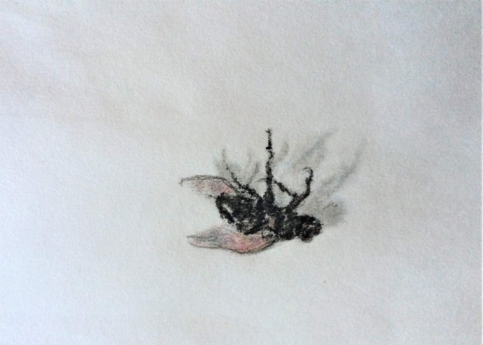 The Dead Fly Project: Dead Fly 12 - A simple pencil study