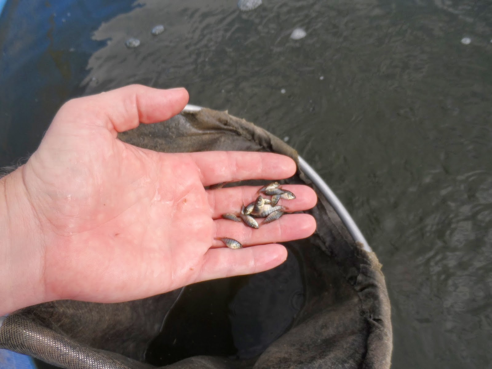 Tilapia Pond Stocking