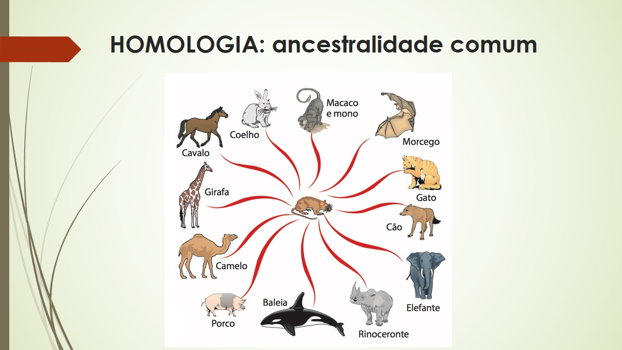 2ºANO: AULA SISTEMÁTICA FILOGENÉTICA