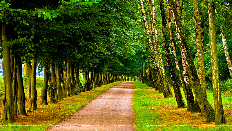 Keindahan Pepohon Sepanjang Jalan... - Relaks Minda