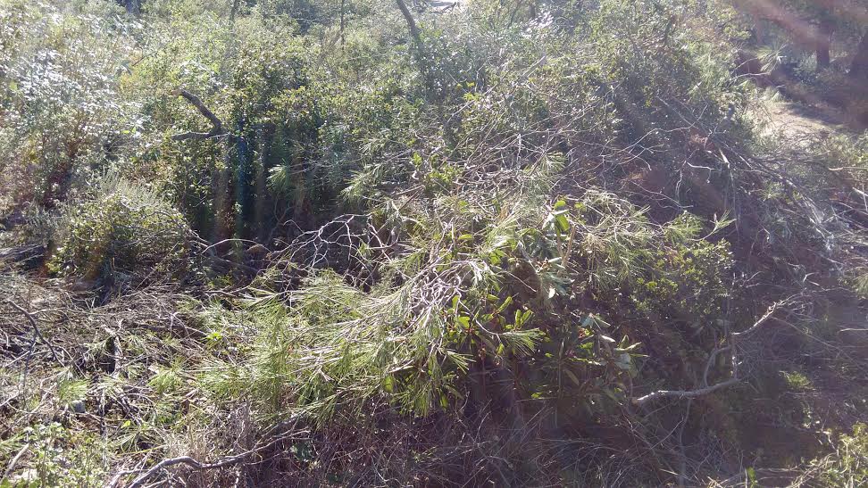 AΝΕΞΑΡΤΗΤΟΣ-ΔΙΠΛΩΜΑΤΙΚΟΣ ΠΑΡΑΤΗΡΗΤΗΣ: ΕΓΚΛΗΜΑ! ΠΑΡΑΝΟΜΟΙ ΥΛΟΤΟΜΟΙ ...