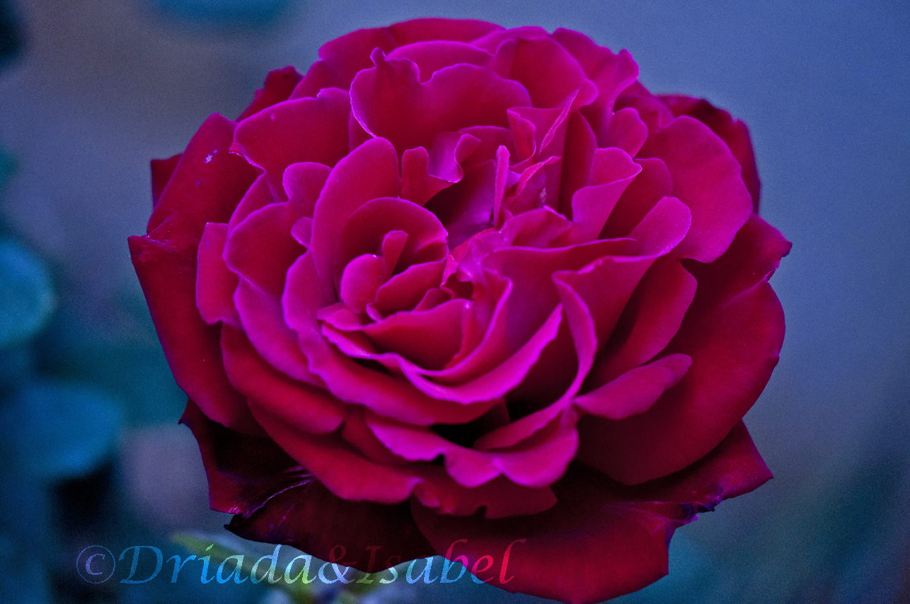 Fotos de las mejores rosas - Imagui