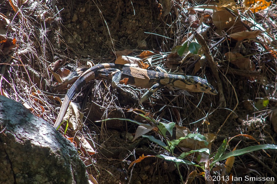 A passion for birds...: Paluma Range NP