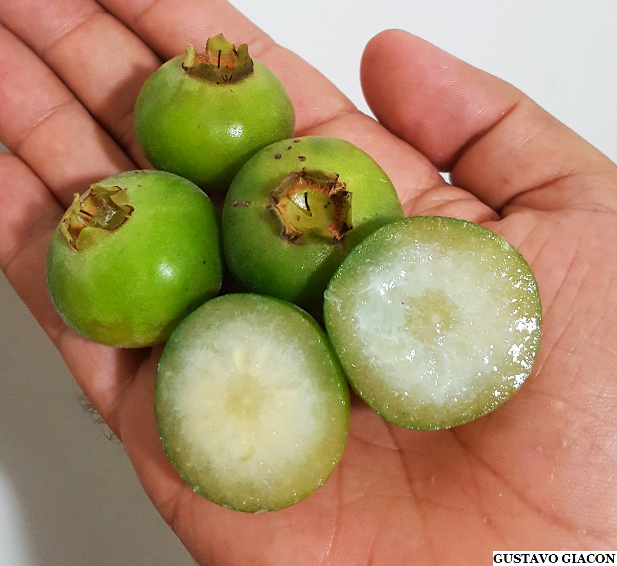 Viveiro Ciprest - Plantas Nativas e Exóticas: Guabiroba Verde ...