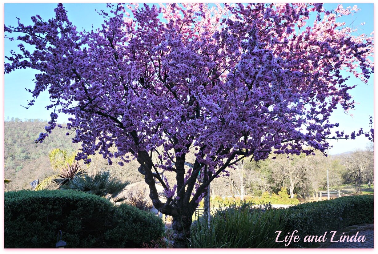 Embracing Spring! | Life and Linda
