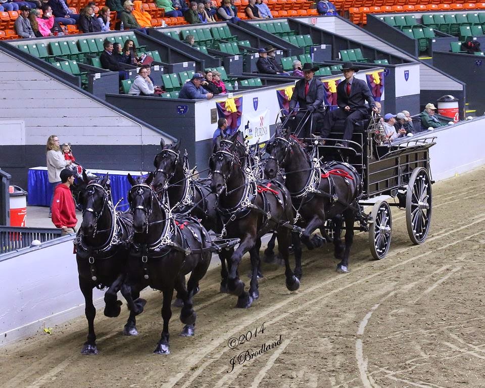 Eaglesfield Percherons: Tandem Driving Drafts