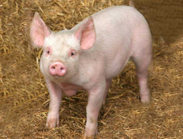 Kadrinazi: Tajna misja agenta Zero-Zero-Chrum