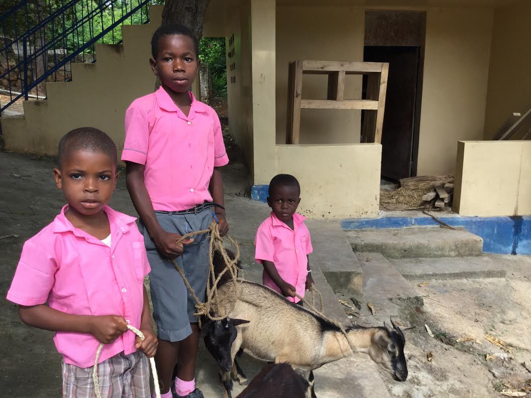 Haiti Care Mission: Goats, goats and Guatemala