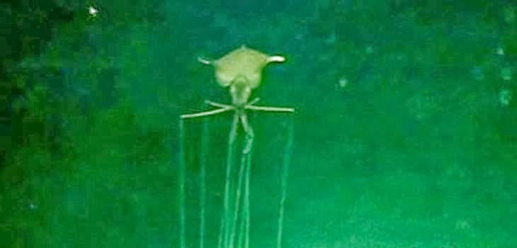 Video de escalofriante “calamar alienígena” en el Golfo de México ...