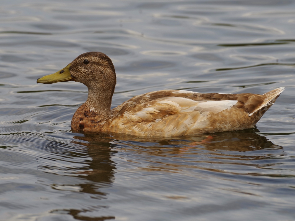 Kensington Gardens and Hyde Park birds