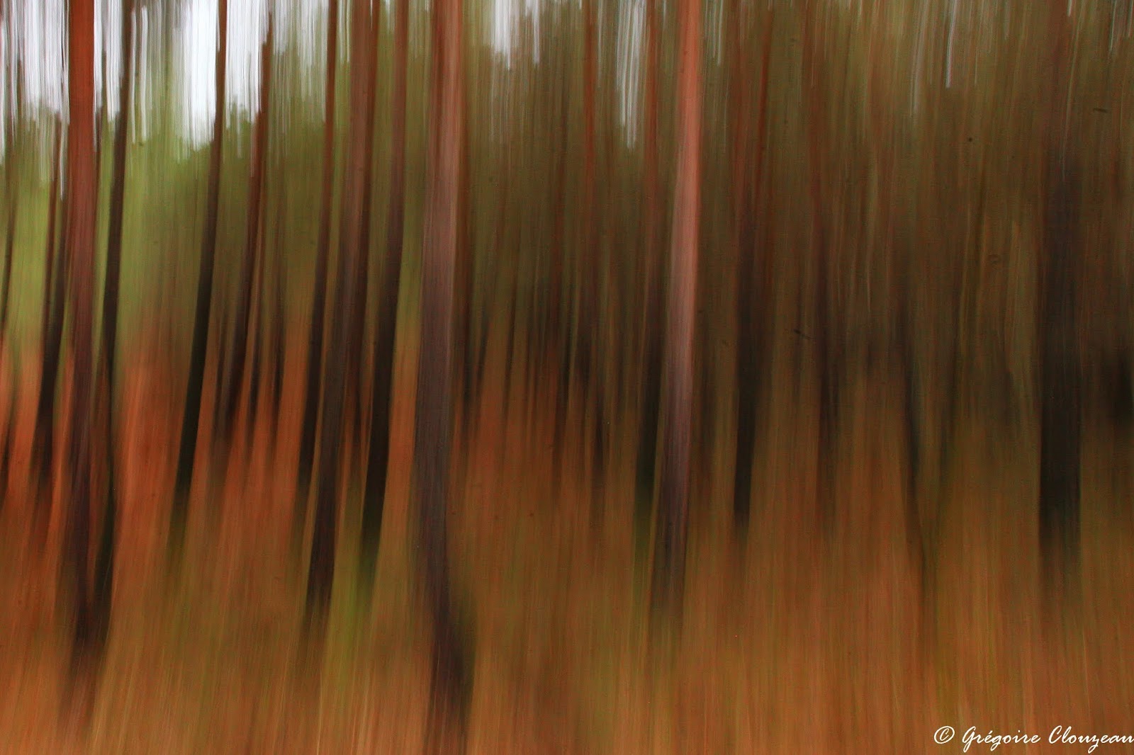 Droites forestières, la forêt symbolique ~ FontaineBleau Passion