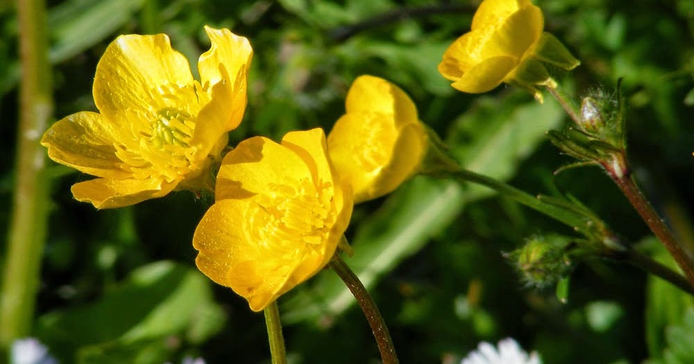 Loire Valley Nature: Bulbous Buttercup Ranunculus bulbosa