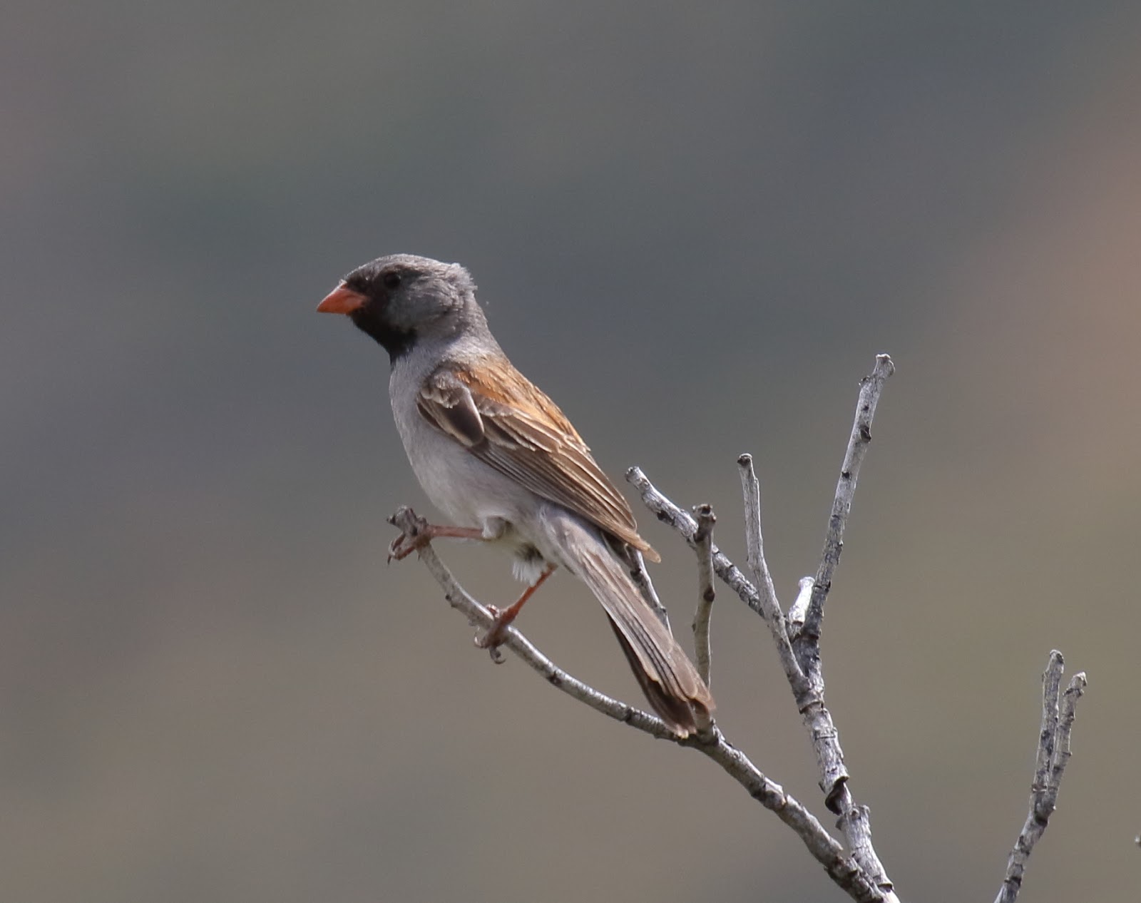Black-chinned Sparrow on Kitchen Creek Road - Greg in San Diego