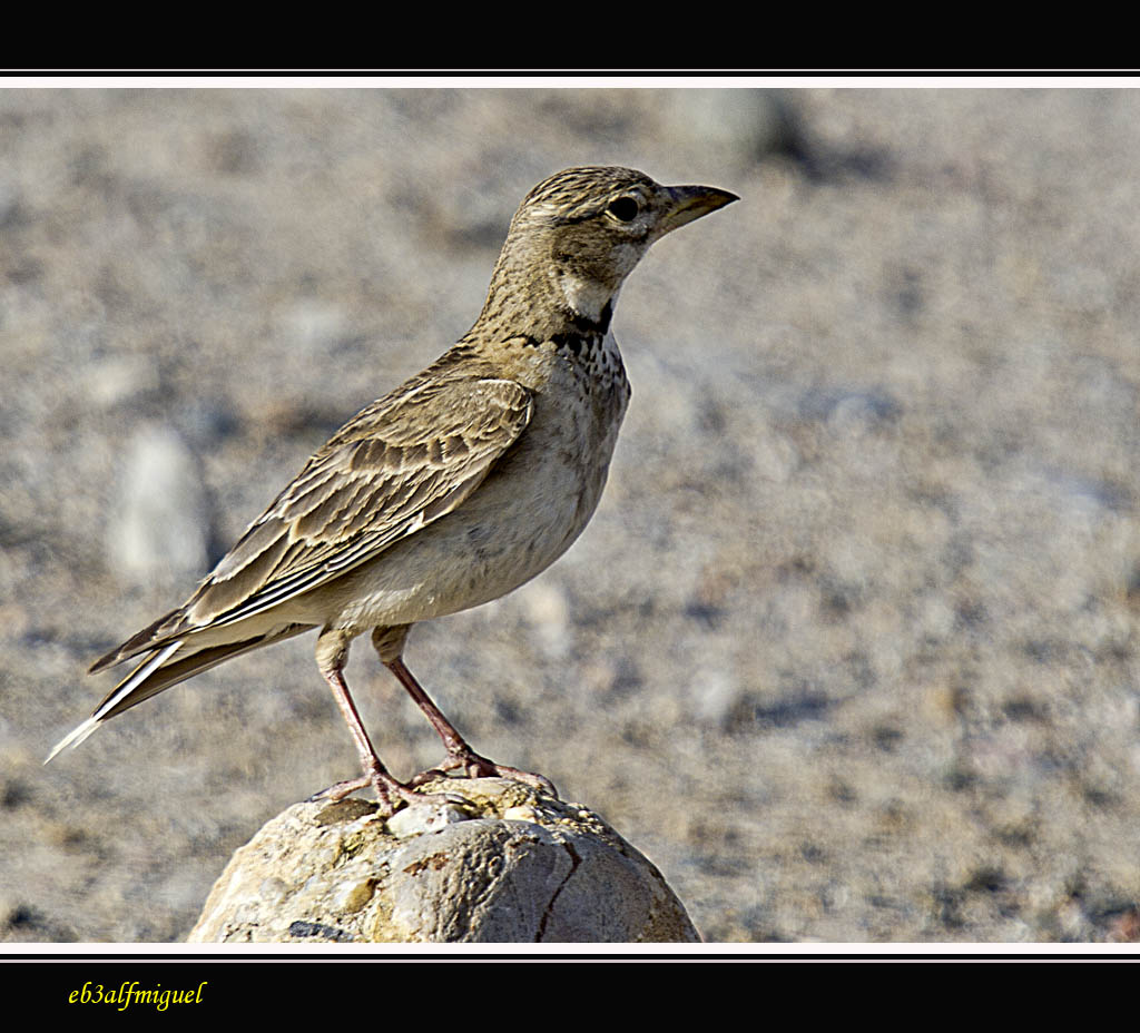 Miguel fotografia: Calandria Común (Melanocorypha calandra)